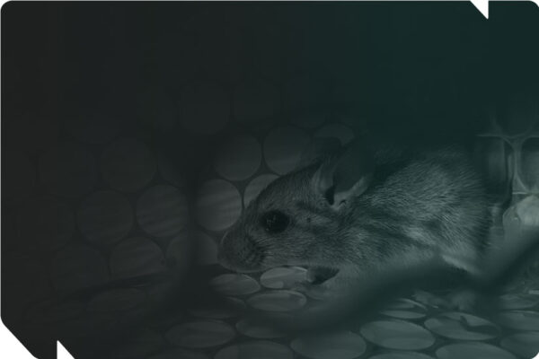 Anti Rodent Additives Masterbatch Manufacturer in India | Nichem Solutions