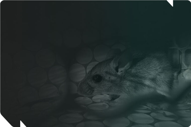 Anti Rodent Additives Masterbatch Manufacturer in India | Nichem Solutions